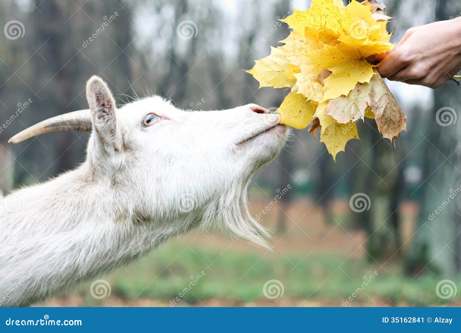 Goat gets the food stock image. Image of food, closeup - 35162841