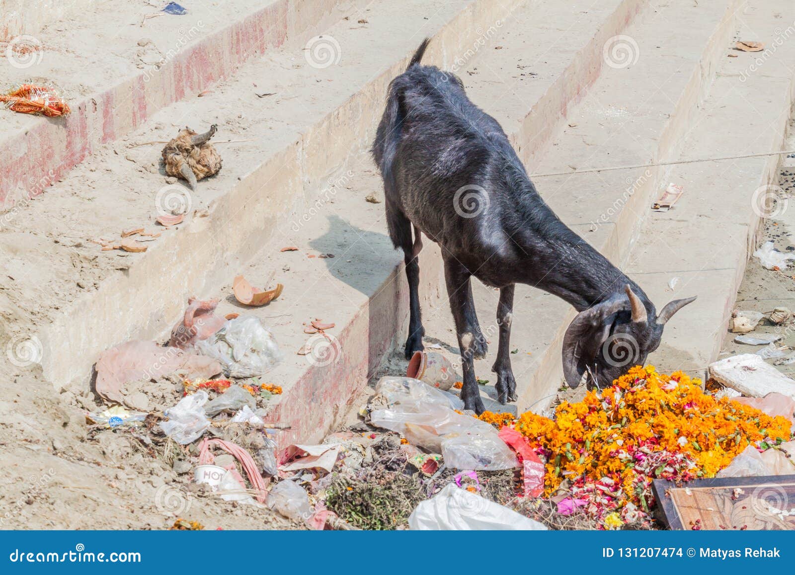 Goat On The Steps Of The Varanasi Ghats, India Royalty-Free Stock Photo ...