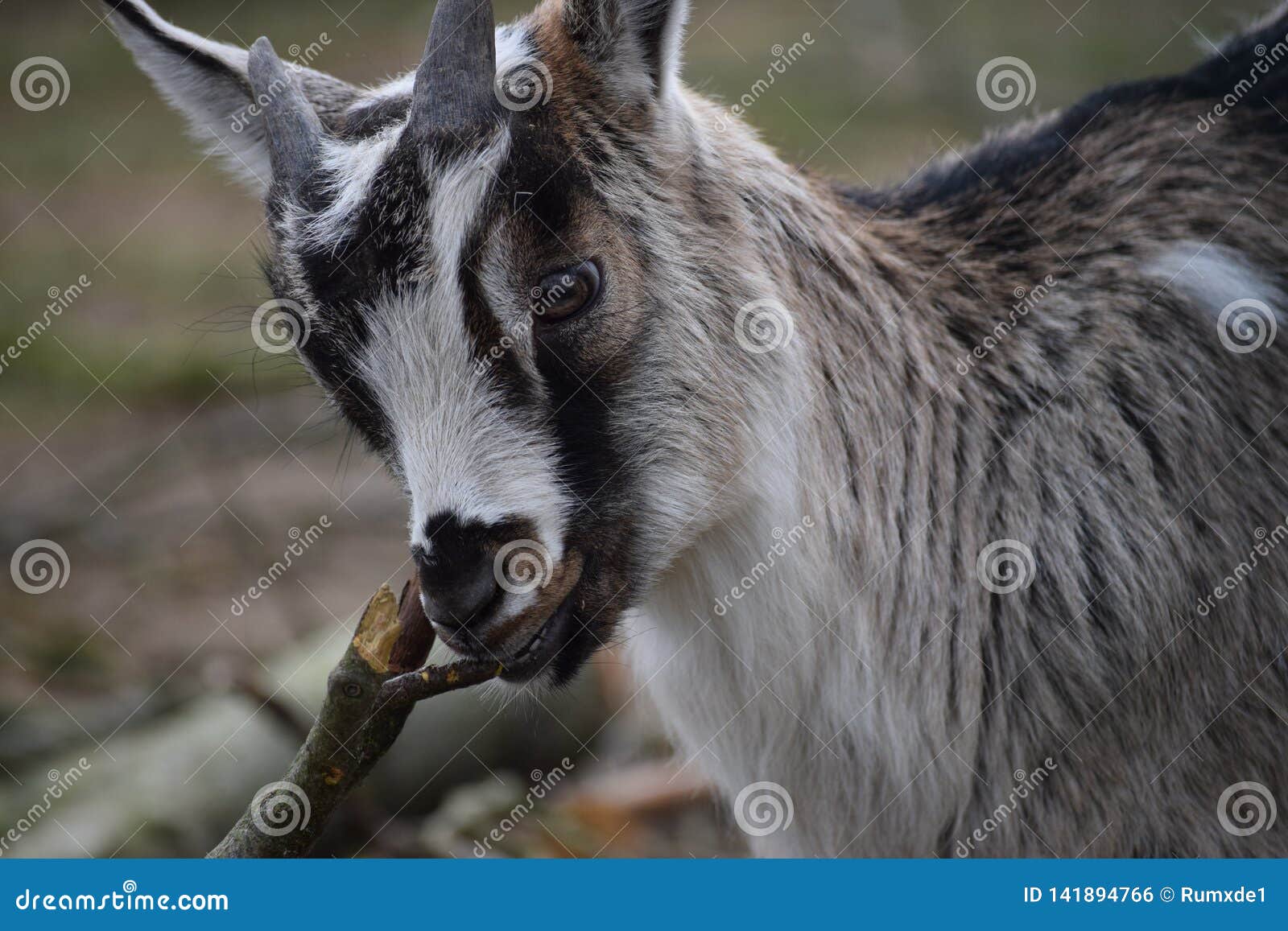 Goat gnaws on a Branch stock photo. Image of westafrican - 141894766