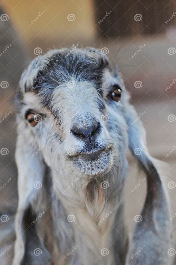 Goat stock image. Image of goat, head, mammal, mane - 280941287