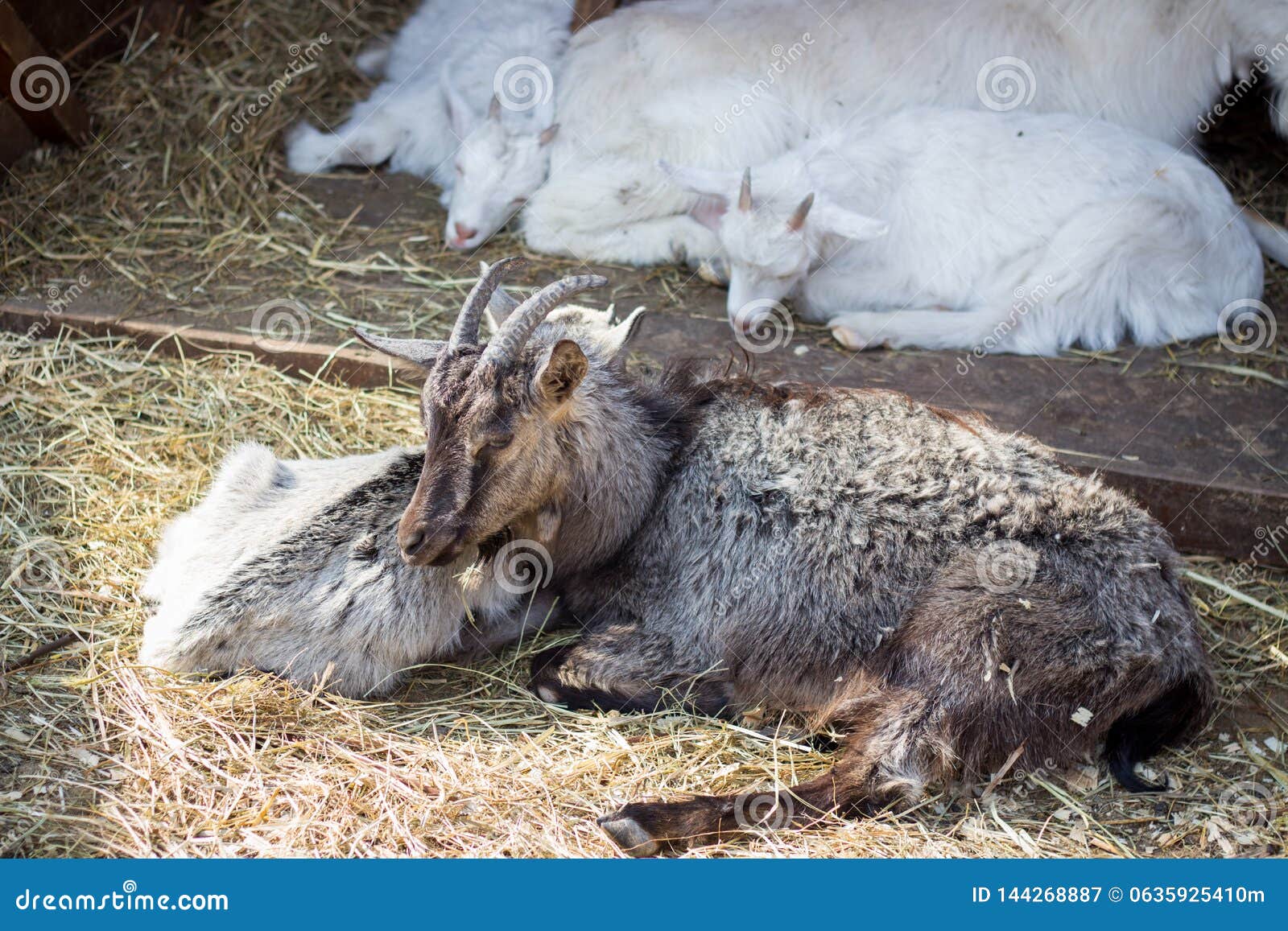 Goat with a goat sleeping stock image. Image of close - 144268887