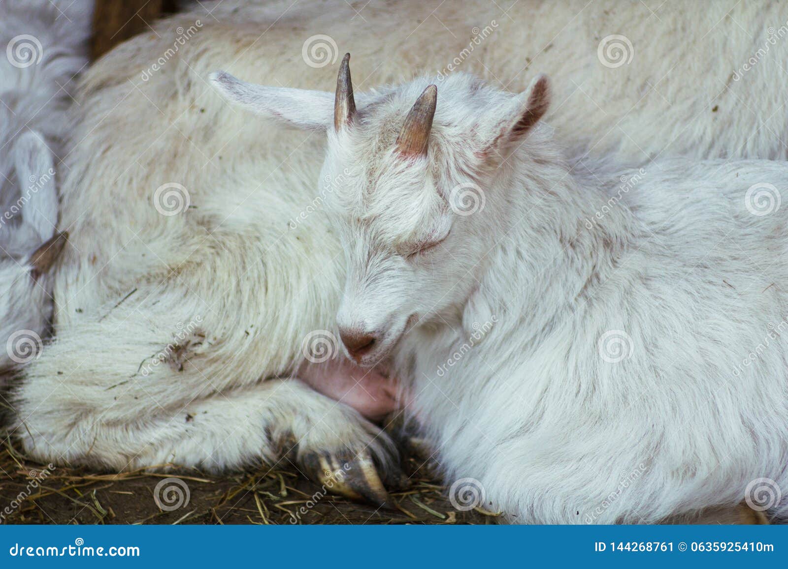 Goat with a goat sleeping stock image. Image of background - 144268761
