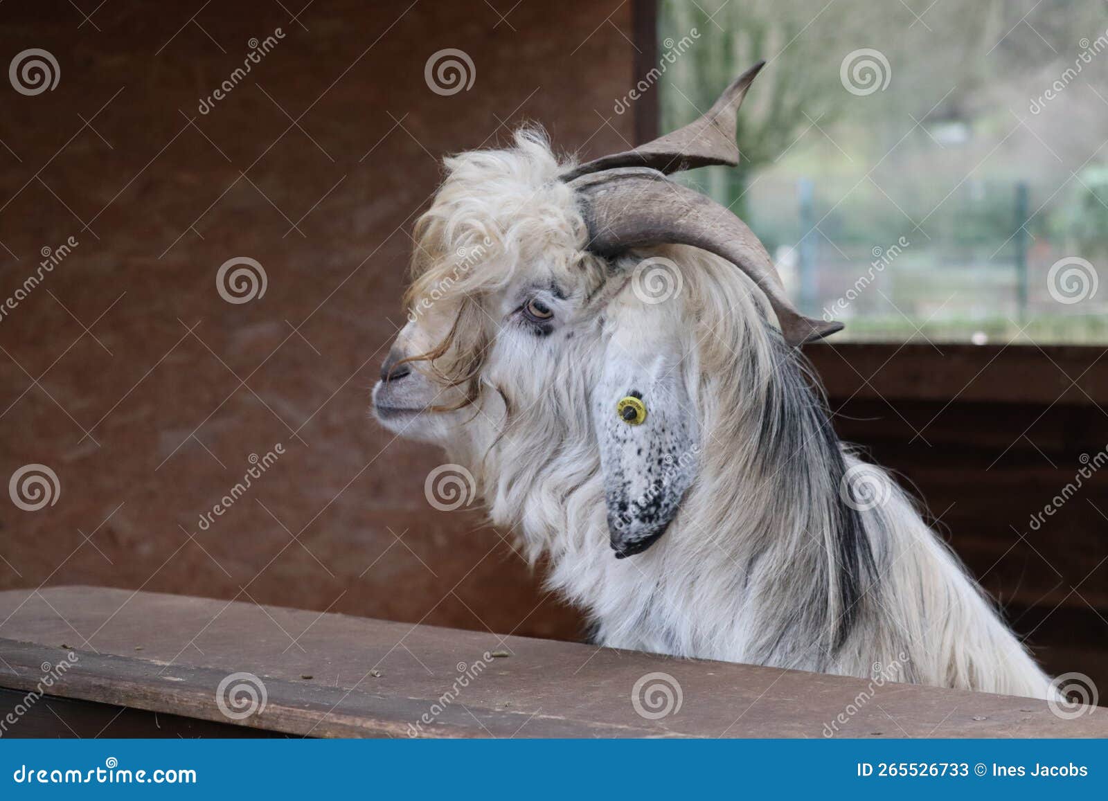 Goat stock image. Image of horse, bovine, mane, spotted - 265526733