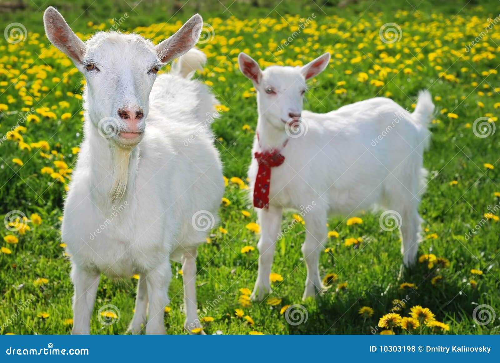 She-goat and goatling stock photo. Image of yeanling - 10303198