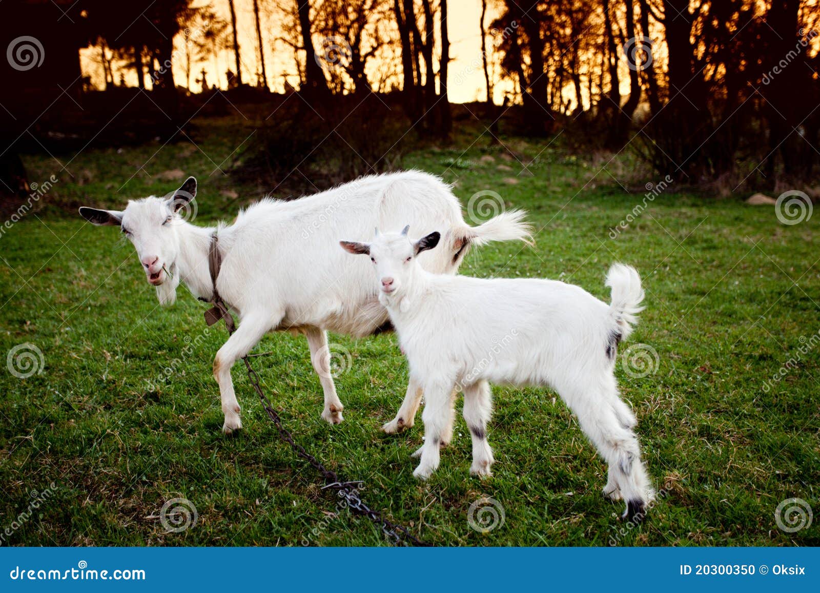 Goat and goatling stock photo. Image of horizontal, meadow - 20300350