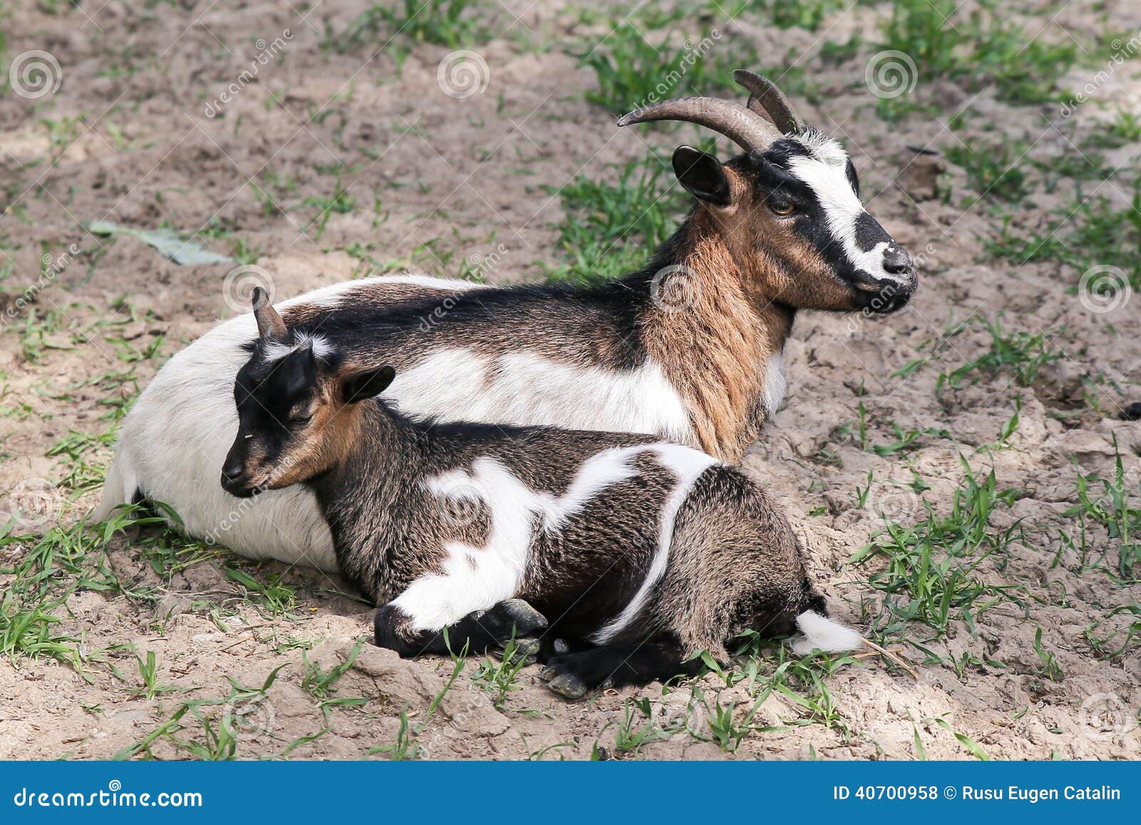 Goat with goatling stock photo. Image of ears, ecology - 40700958