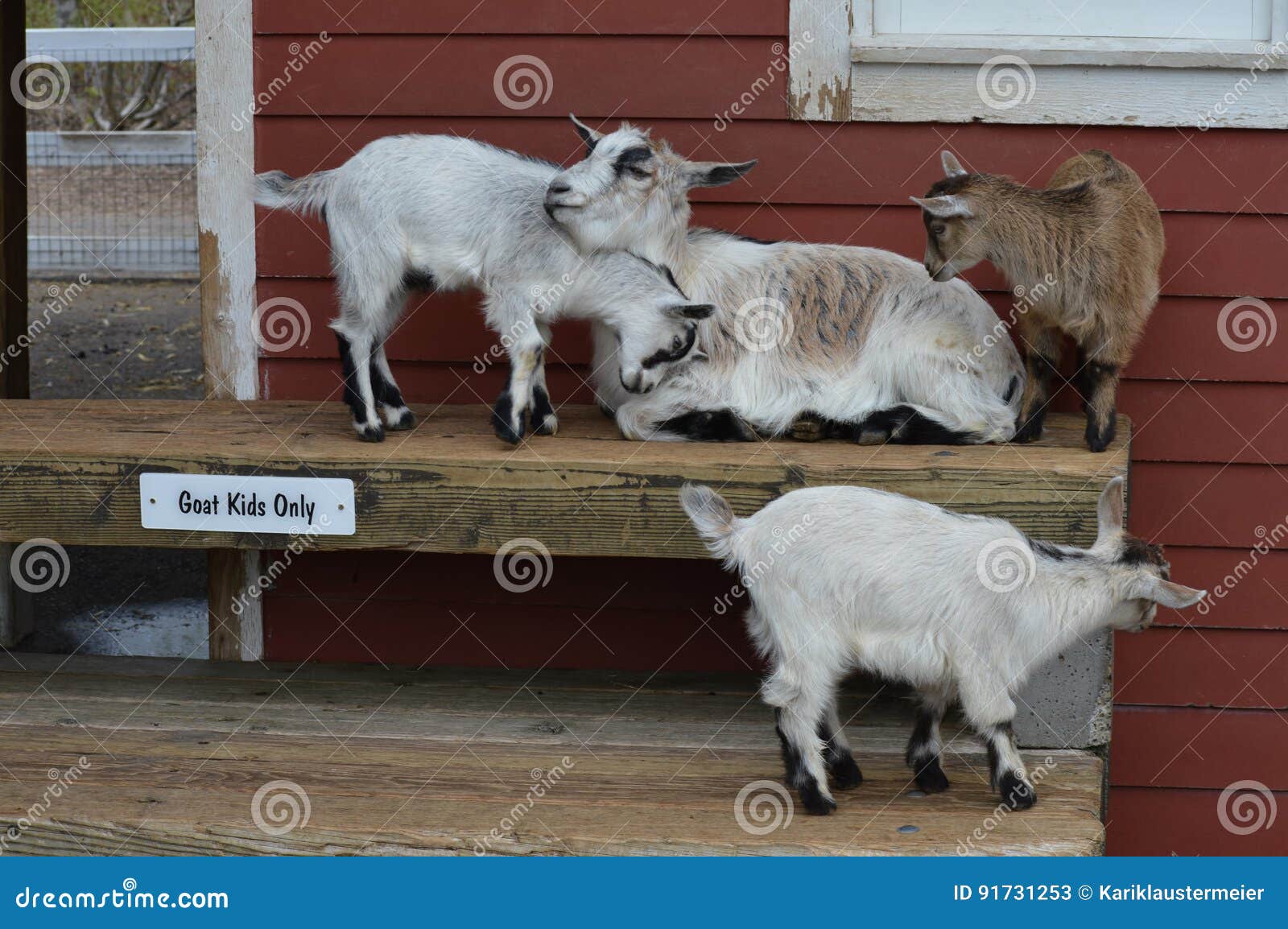 Goat stock image. Image of eyes, head, backdrop, attraction - 91731253