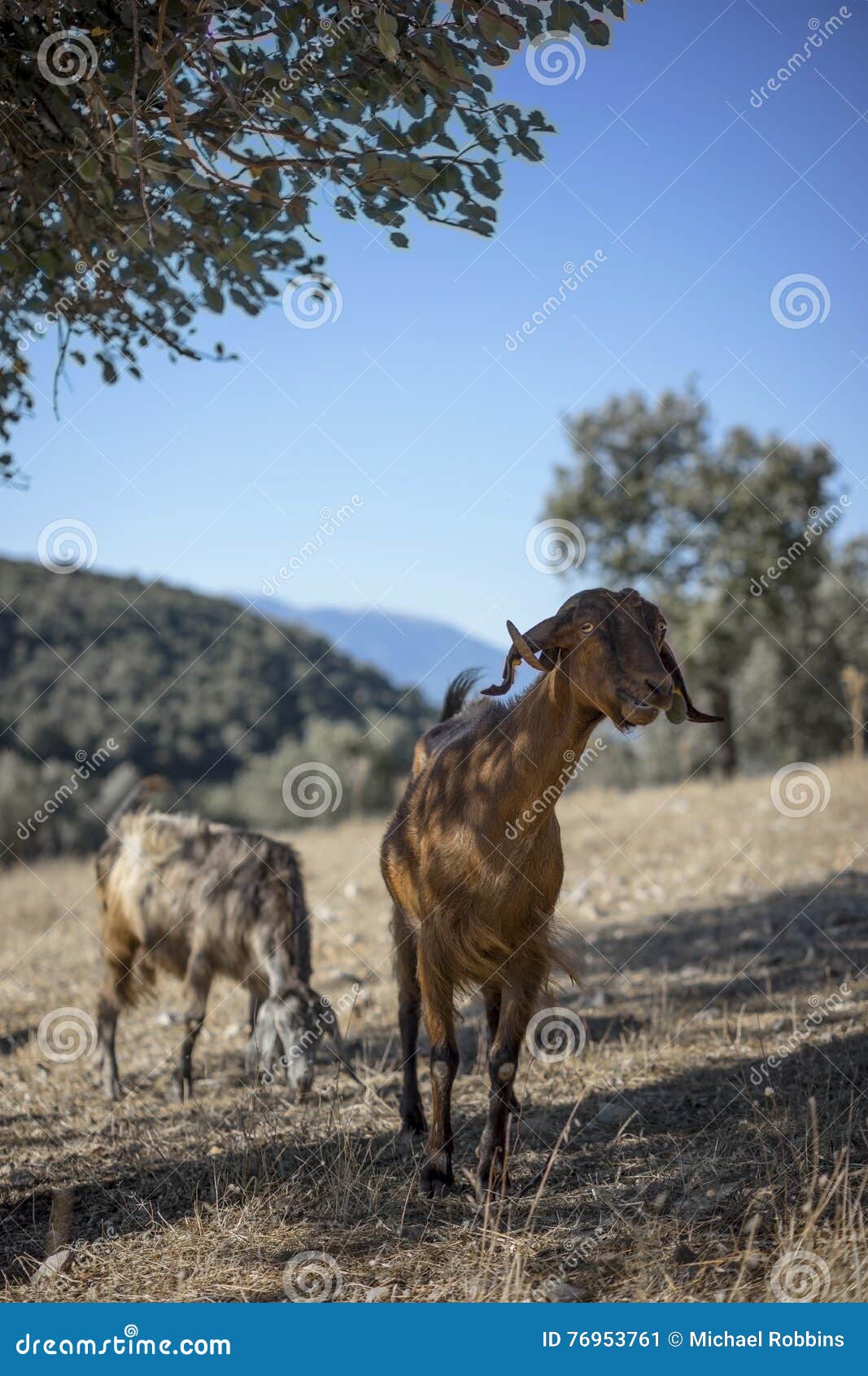 Goat stock image. Image of goats, farm, livestock, grazing - 76953761