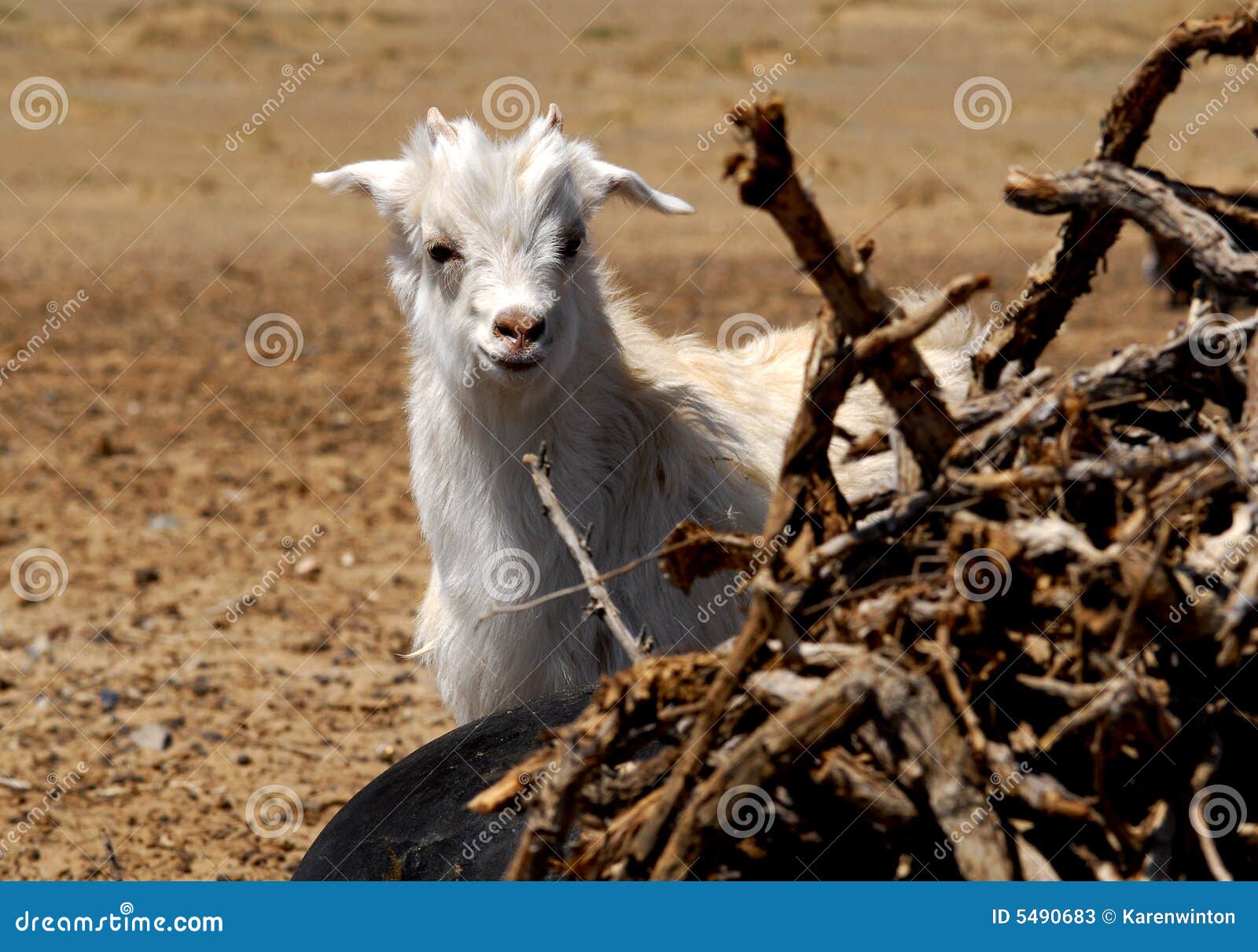 Goat in the Gobi Desert, Mongolia Stock Image - Image of cattle, arid ...