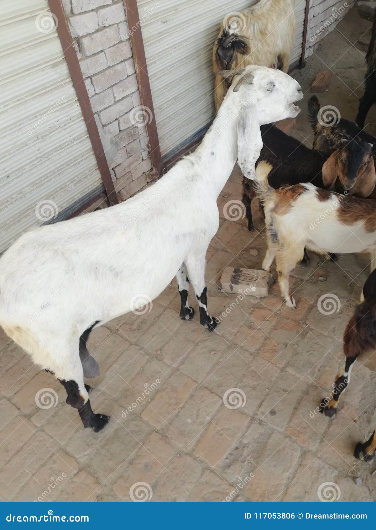 1,577 Good Goat Photos - Free & Royalty-Free Stock Photos from Dreamstime
