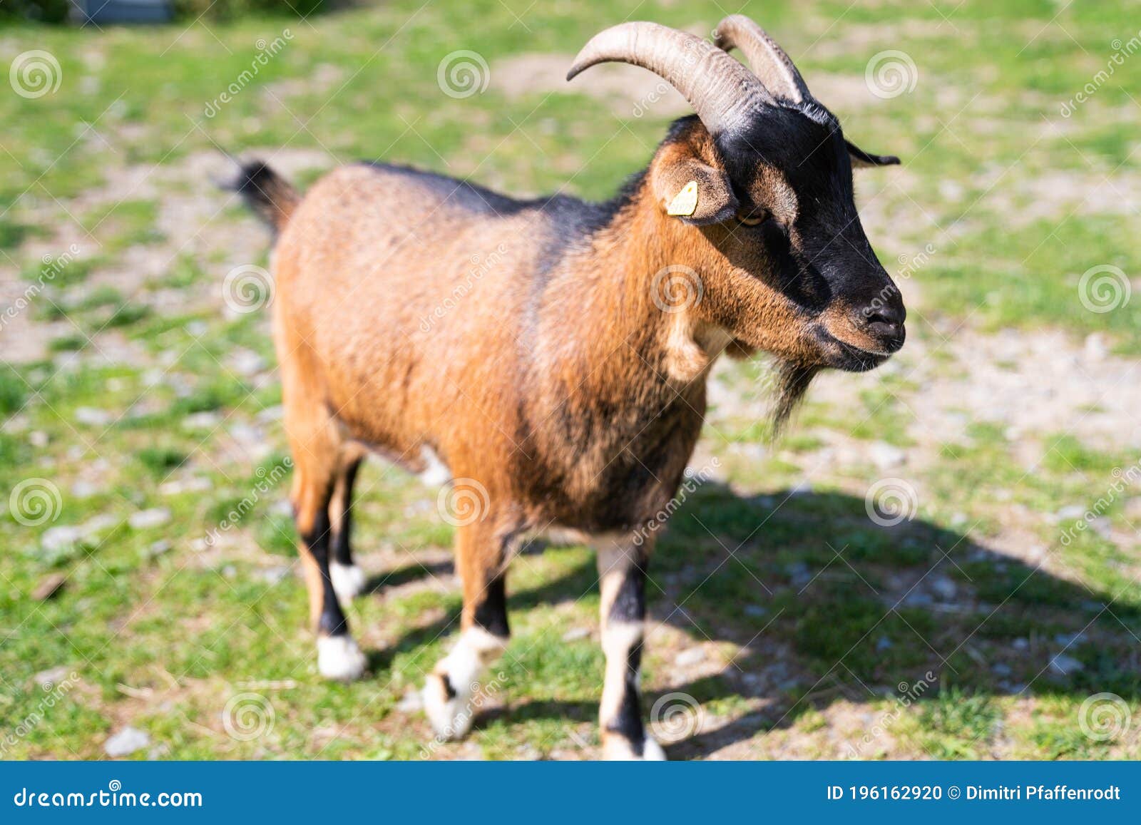 Goat on a grass in germany stock photo. Image of dark - 196162920