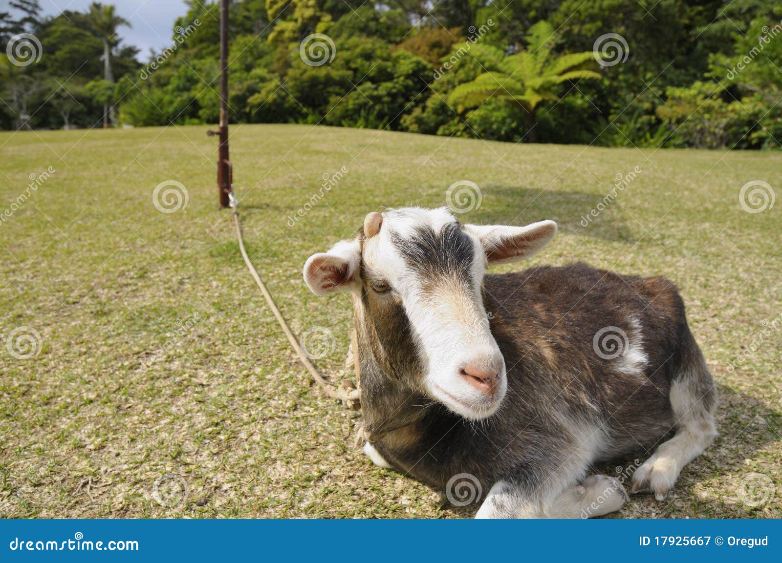 Goat on grass stock image. Image of nature, grass, hircus - 17925667