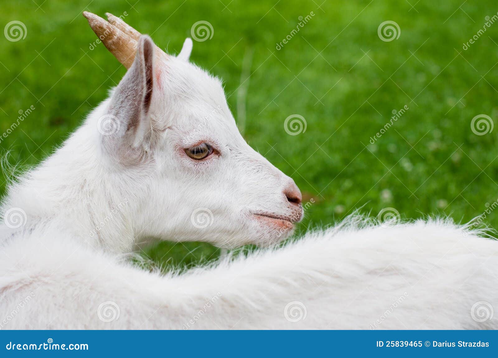 Goat in grass stock image. Image of mammal, goat, grazing - 25839465