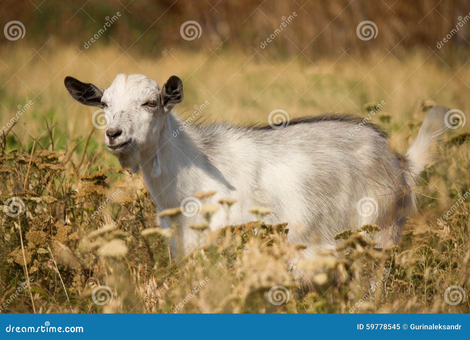 Goat in the grass stock image. Image of lawn, rural, nature - 59778545
