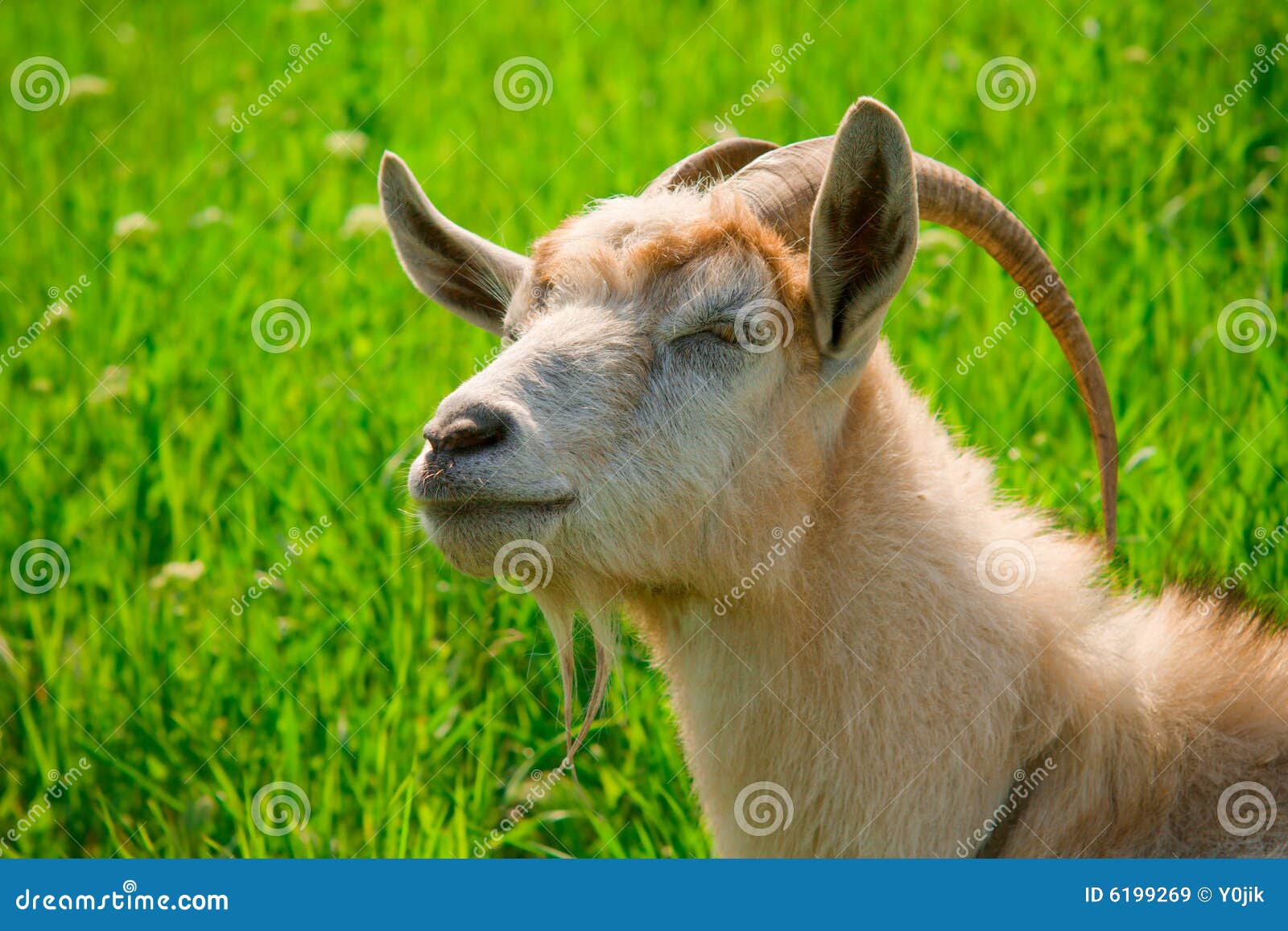 Goat in the grass stock image. Image of animal, grass - 6199269