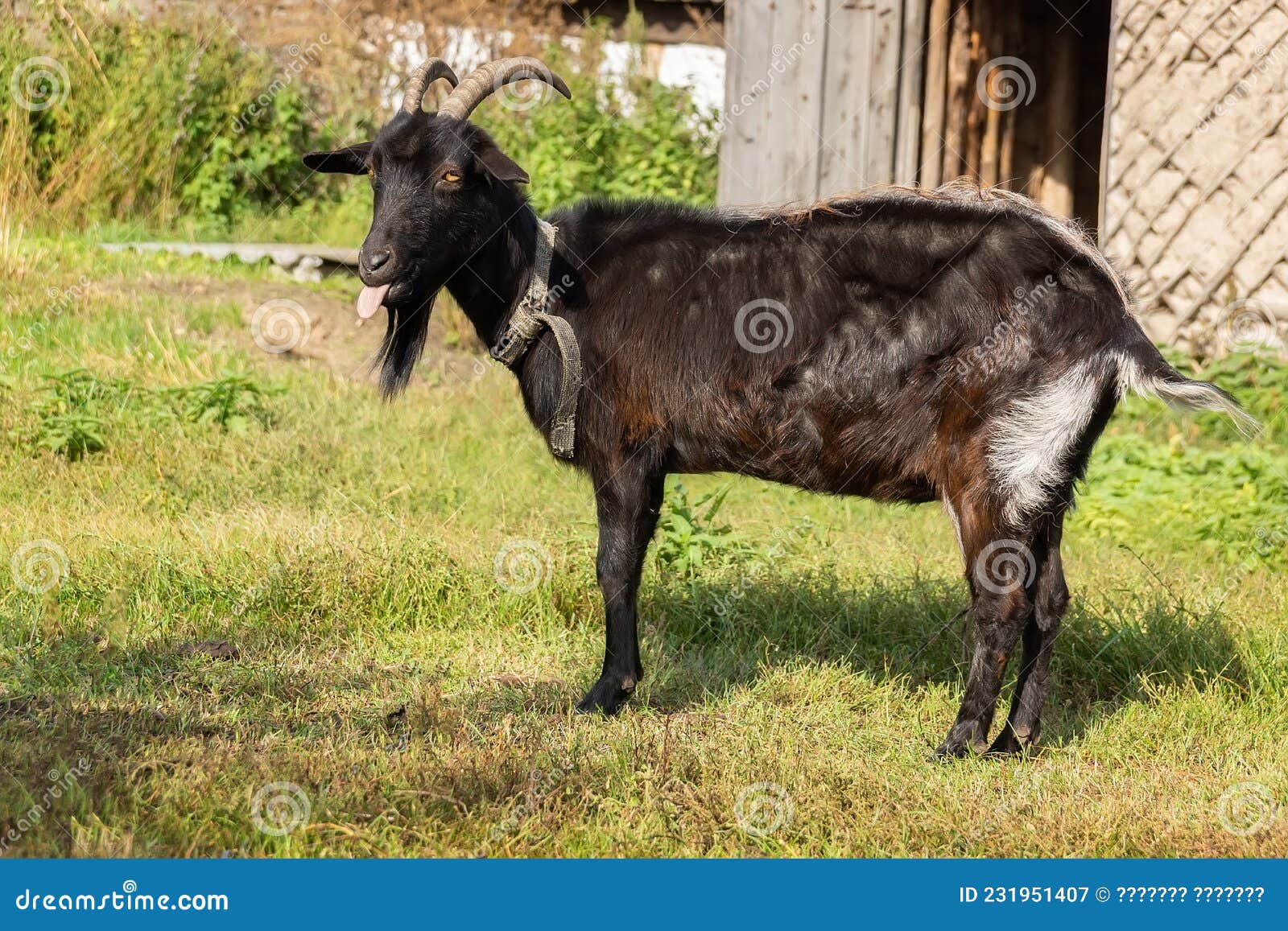Goat on grass stock image. Image of cattle, baby, breed - 231951407