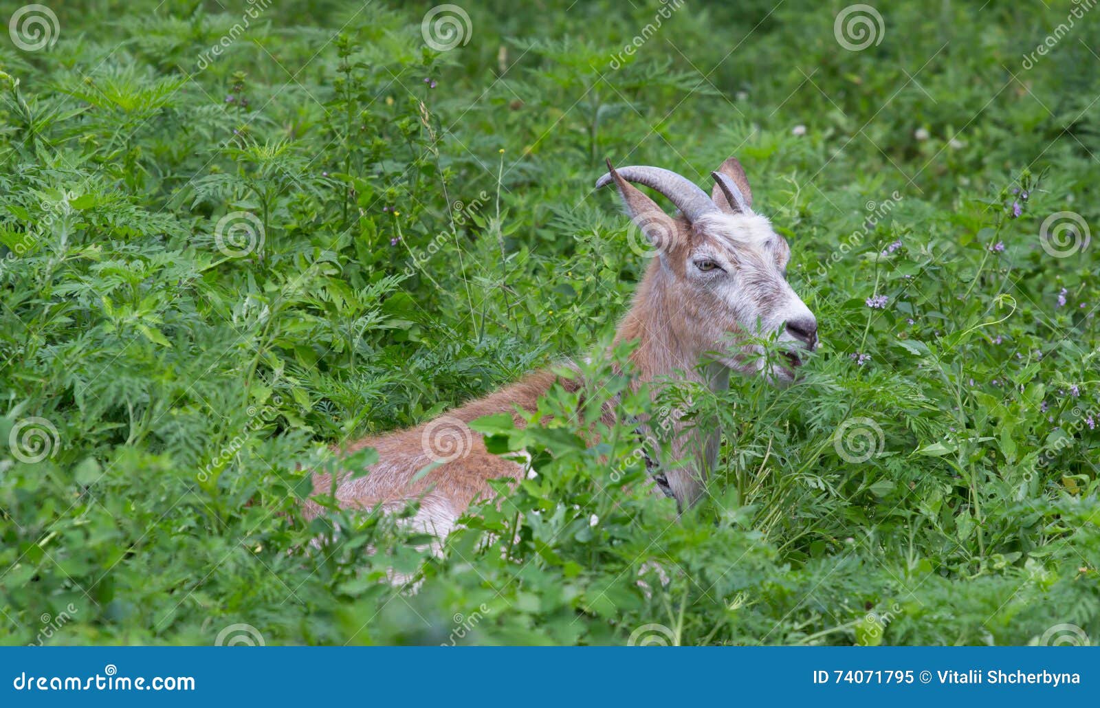 Goat in the grass stock image. Image of country, white - 74071795