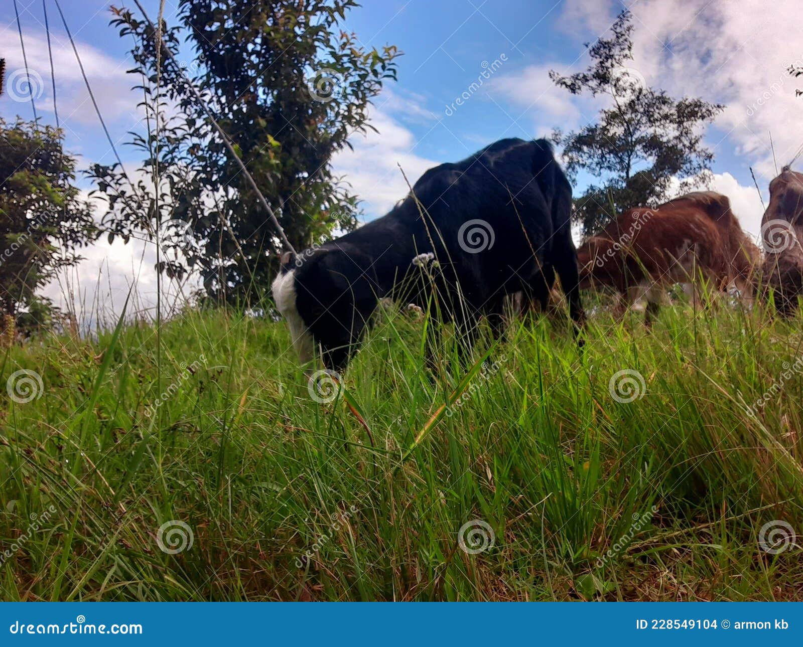 Goat grass hungry stock photo. Image of nepal, hungry - 228549104