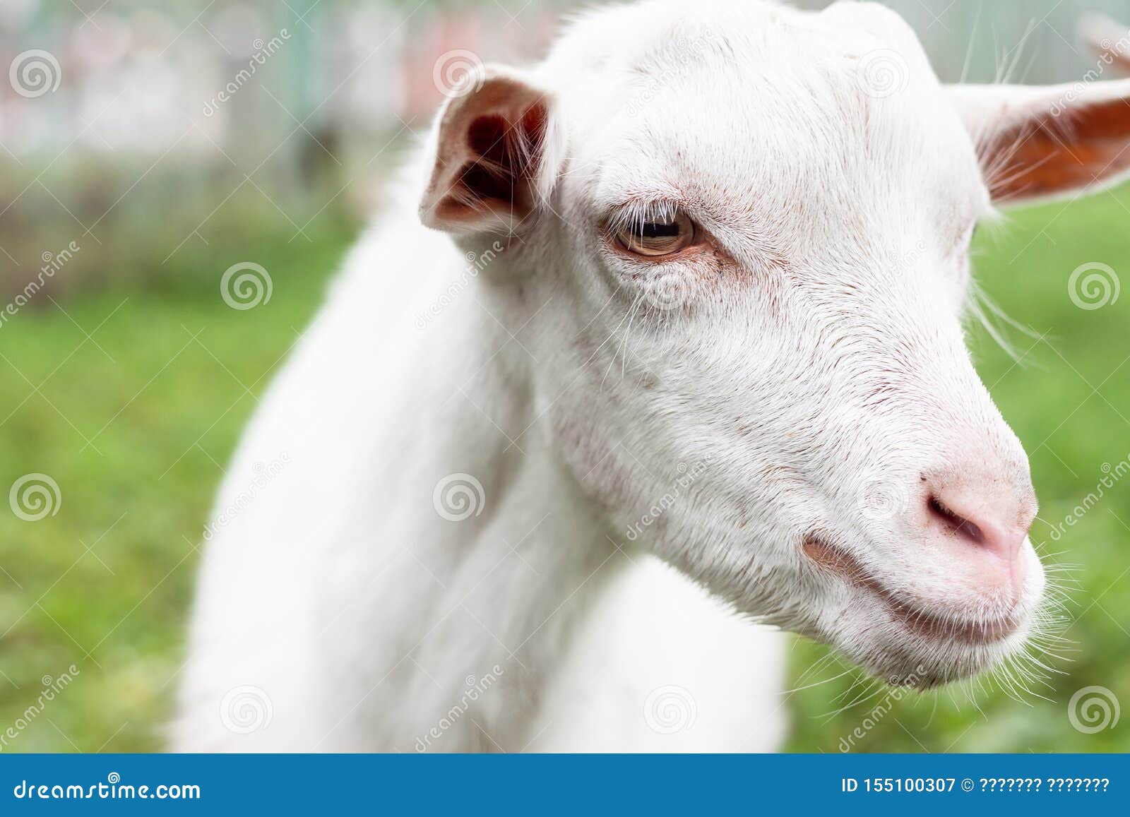 Goat on grass stock image. Image of animal, country - 155100307