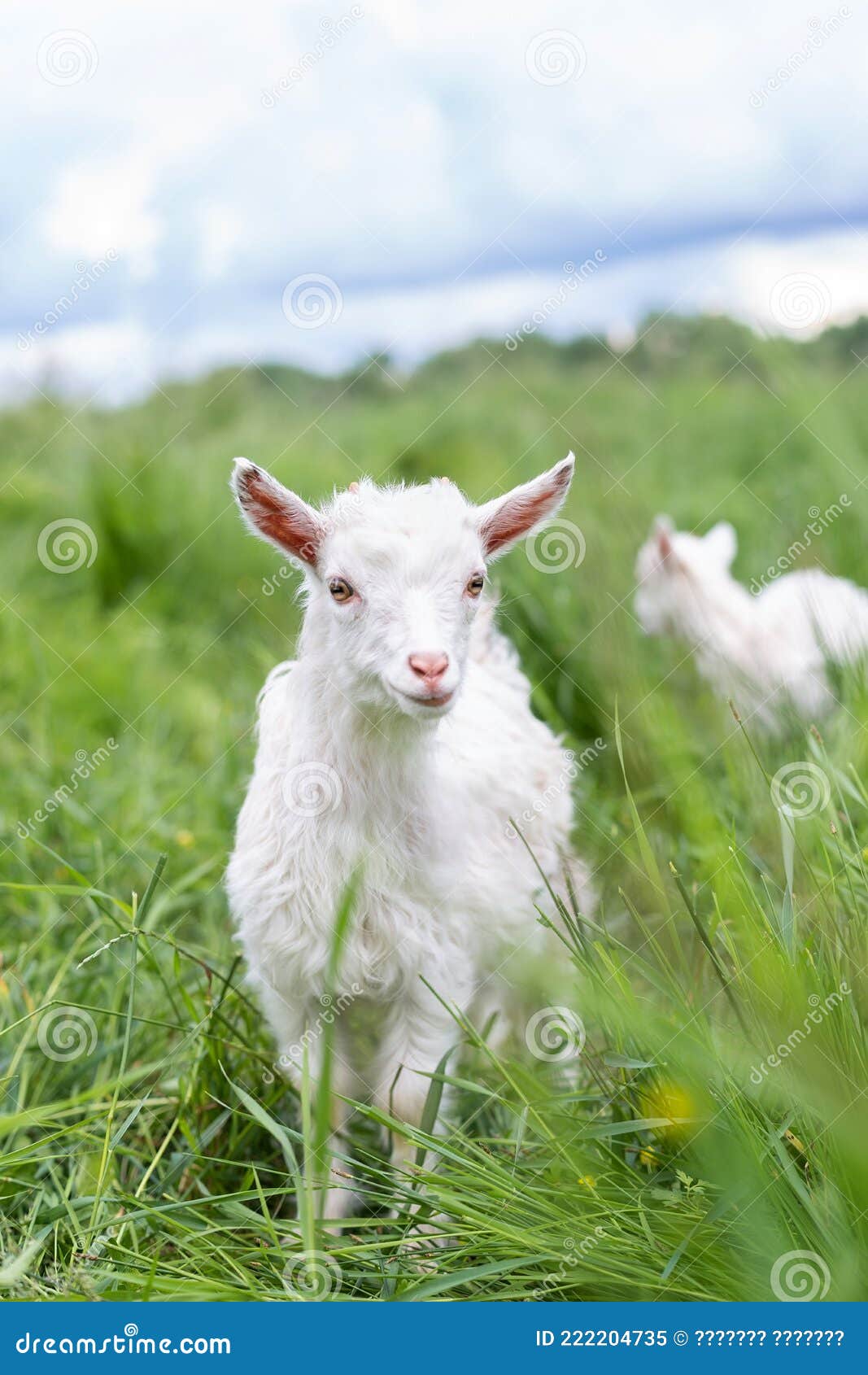 Goat on grass stock image. Image of cute, milk, grass - 222204735