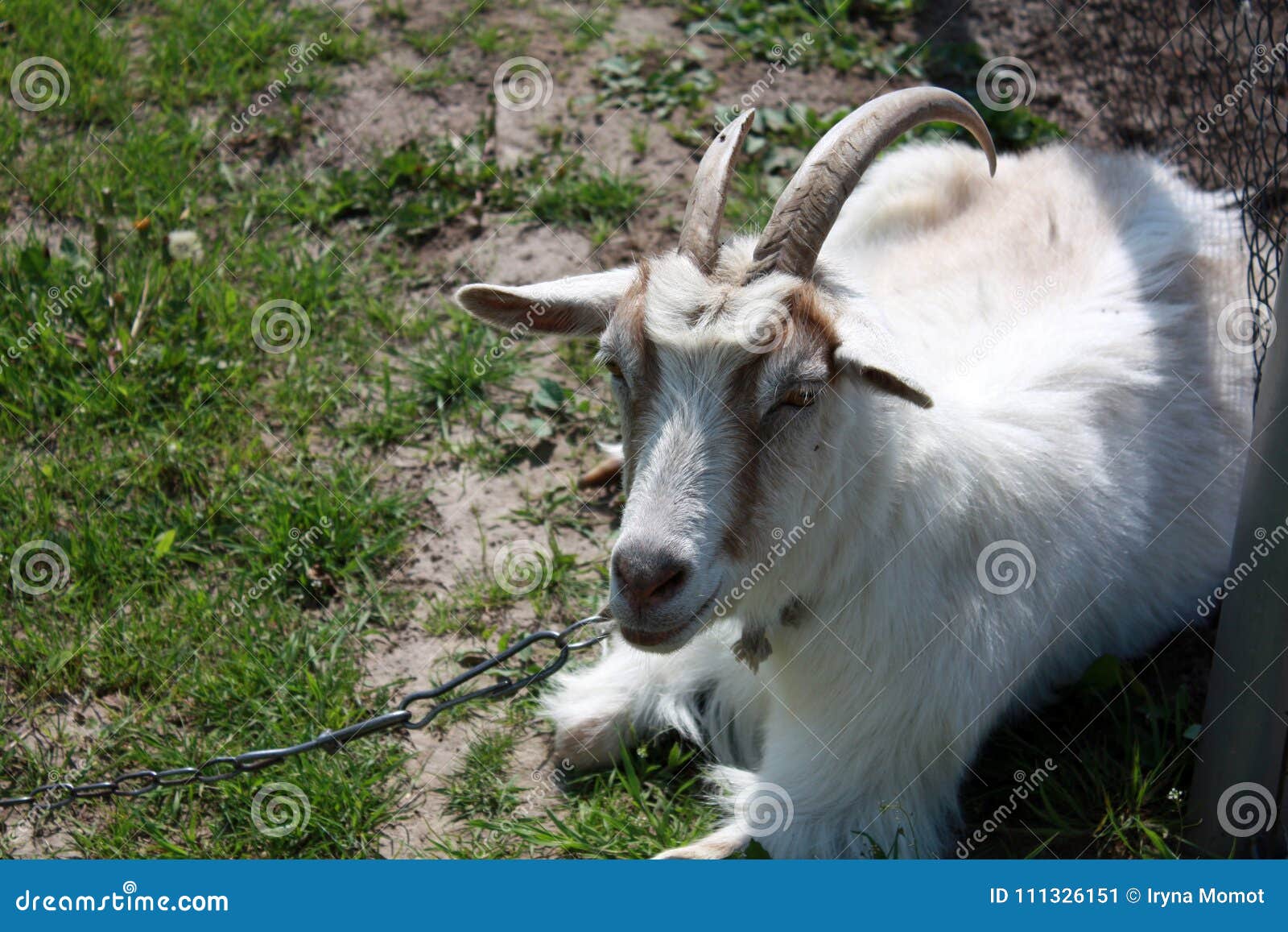 Goat on the grass stock image. Image of green, cattle - 111326151