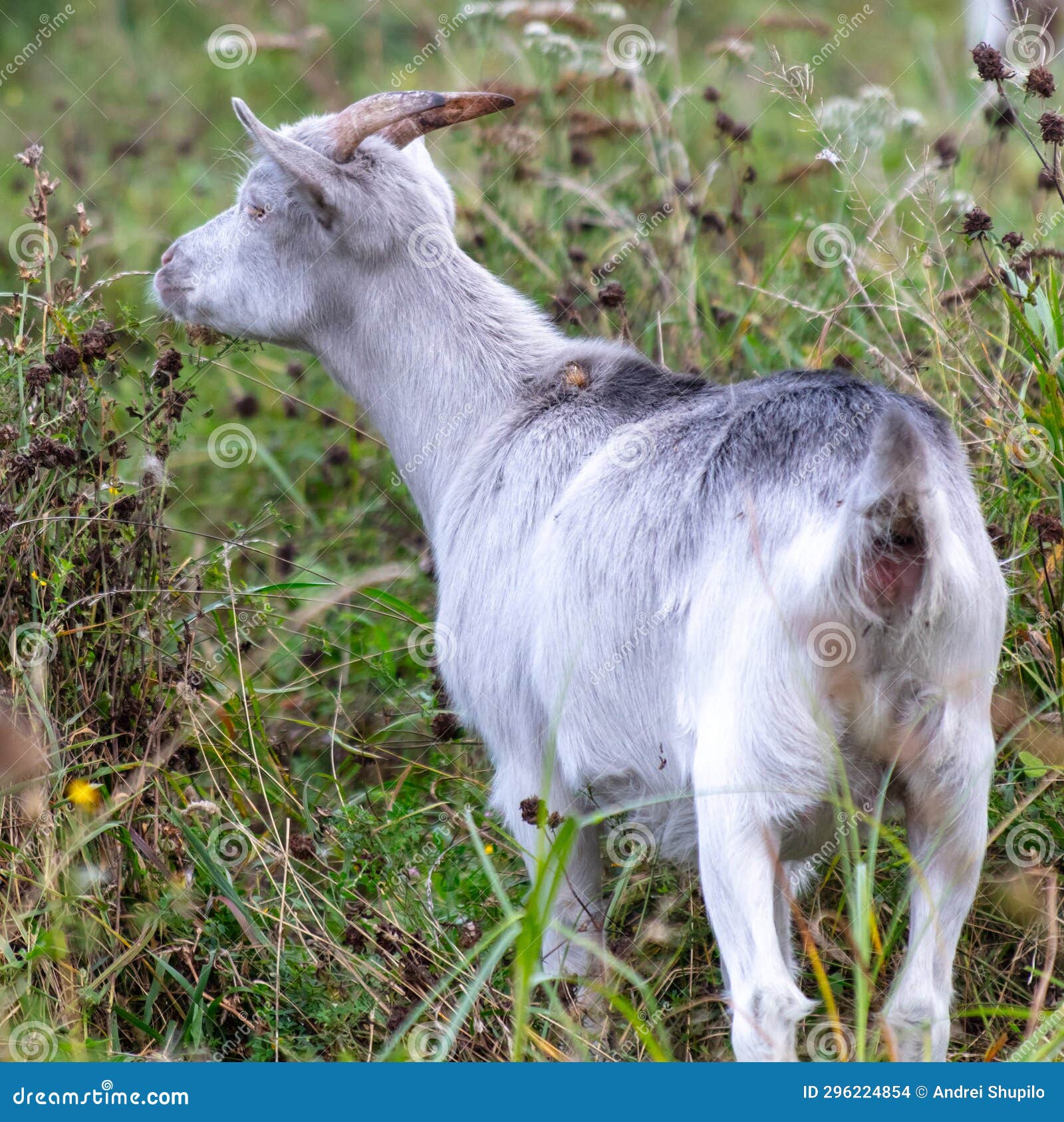 A Goat Grazes in the Grass in a Pasture Stock Photo - Image of pasture ...