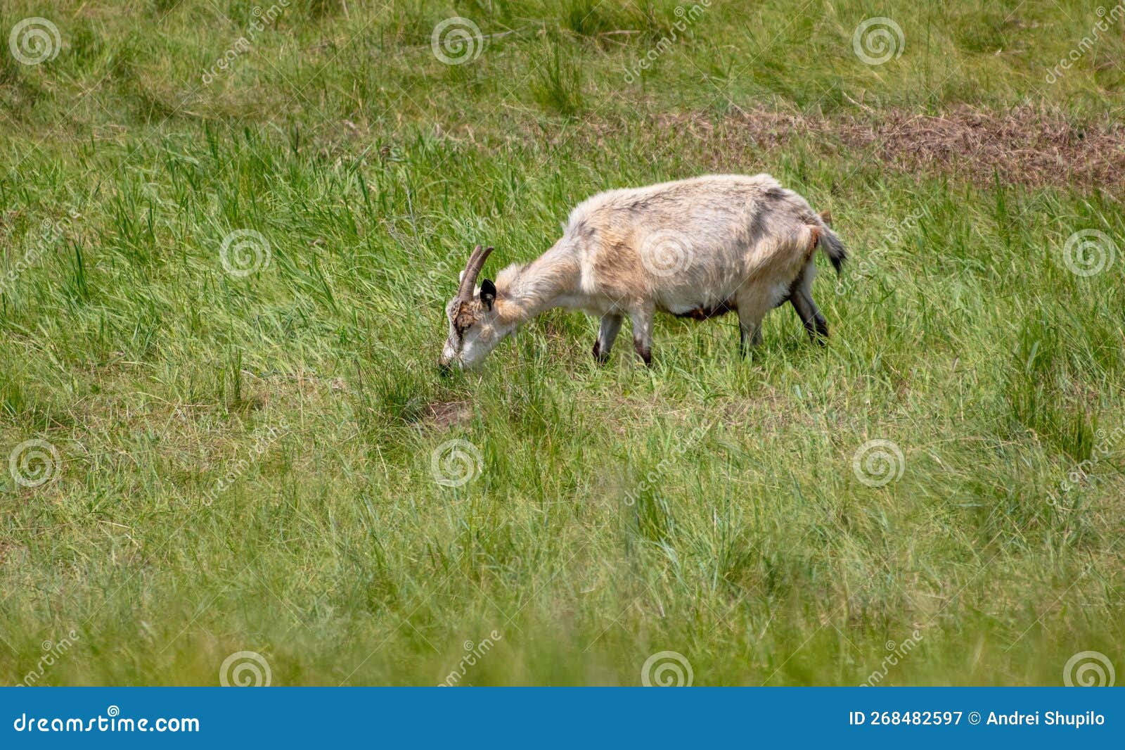 The Goat Grazes in the Green Grass. Stock Image - Image of horned, milk ...