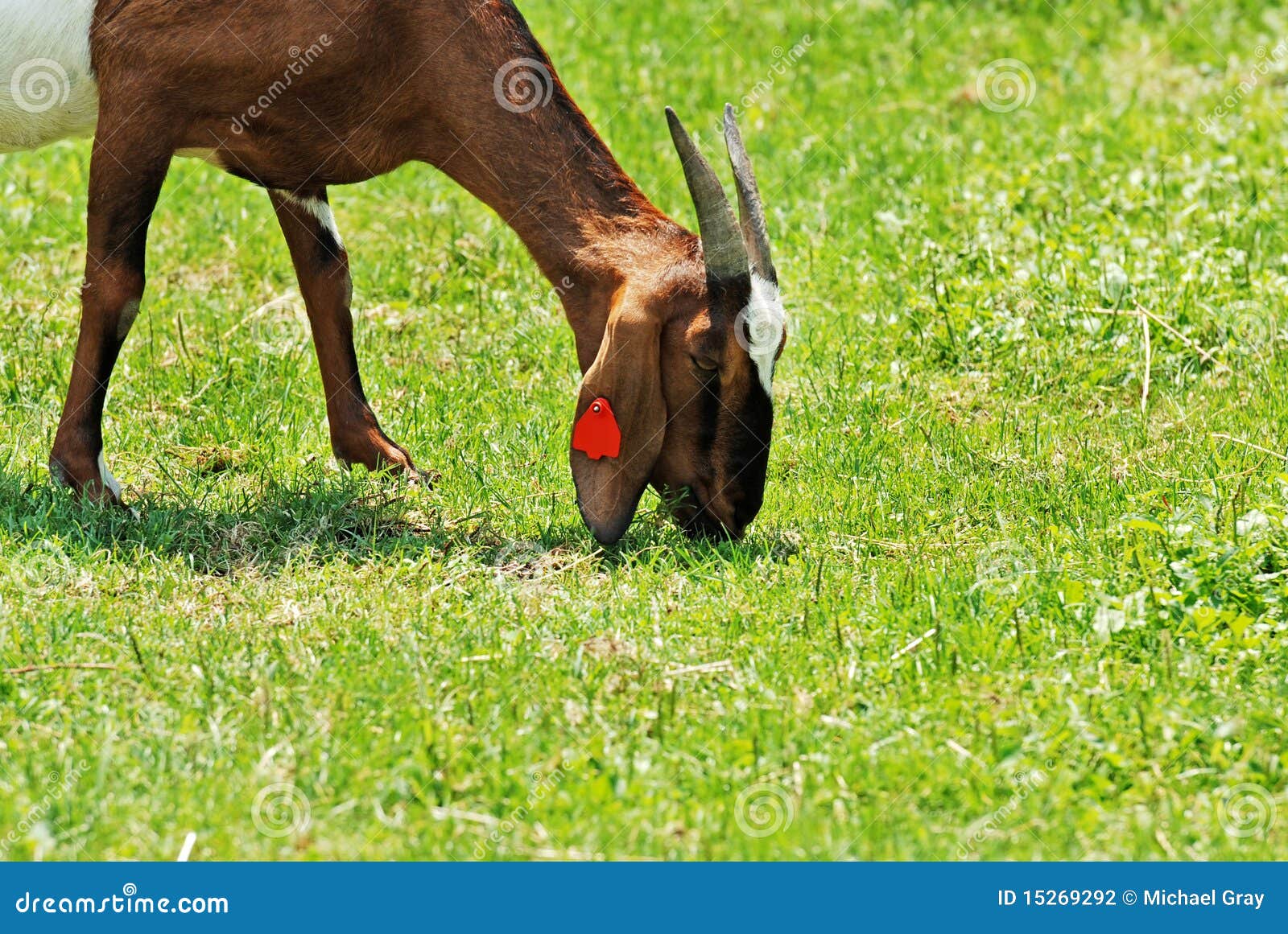 Goat grazing stock photo. Image of alone, head, farmyard - 15269292