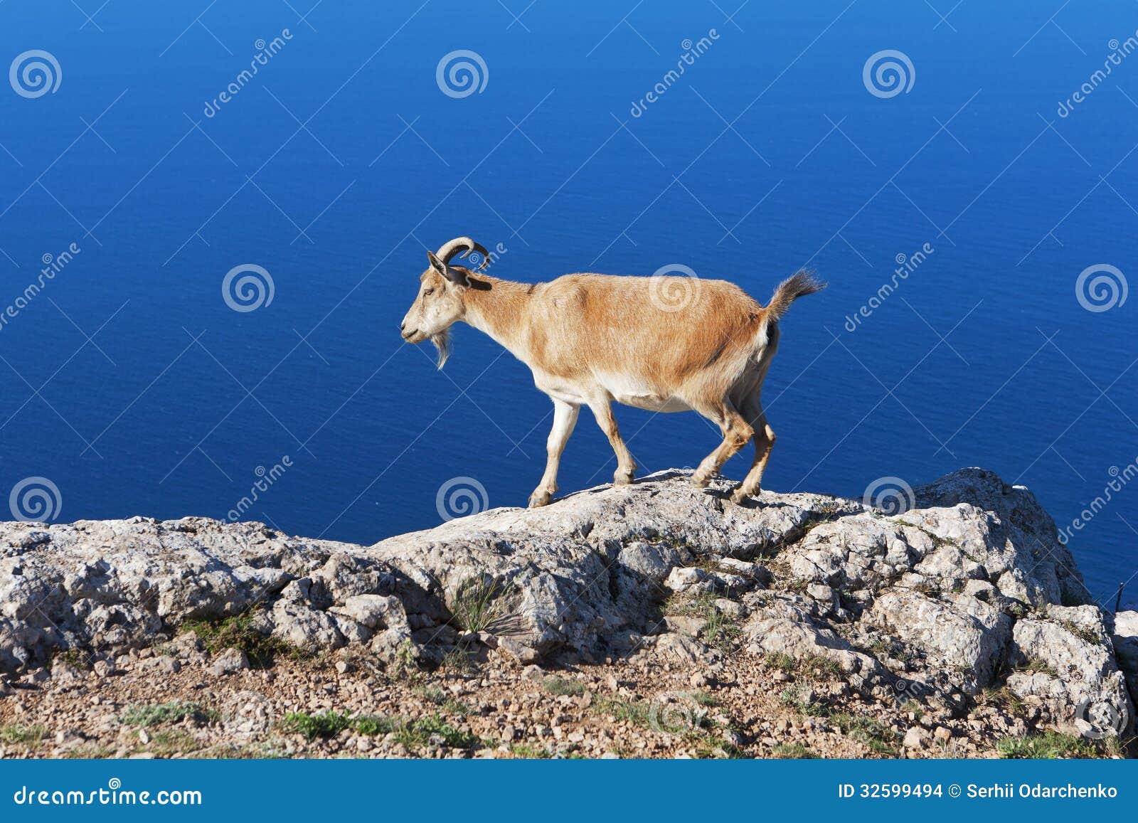 Goat Grazing Against The Sea Stock Photo - Image of rhodes, mammal ...