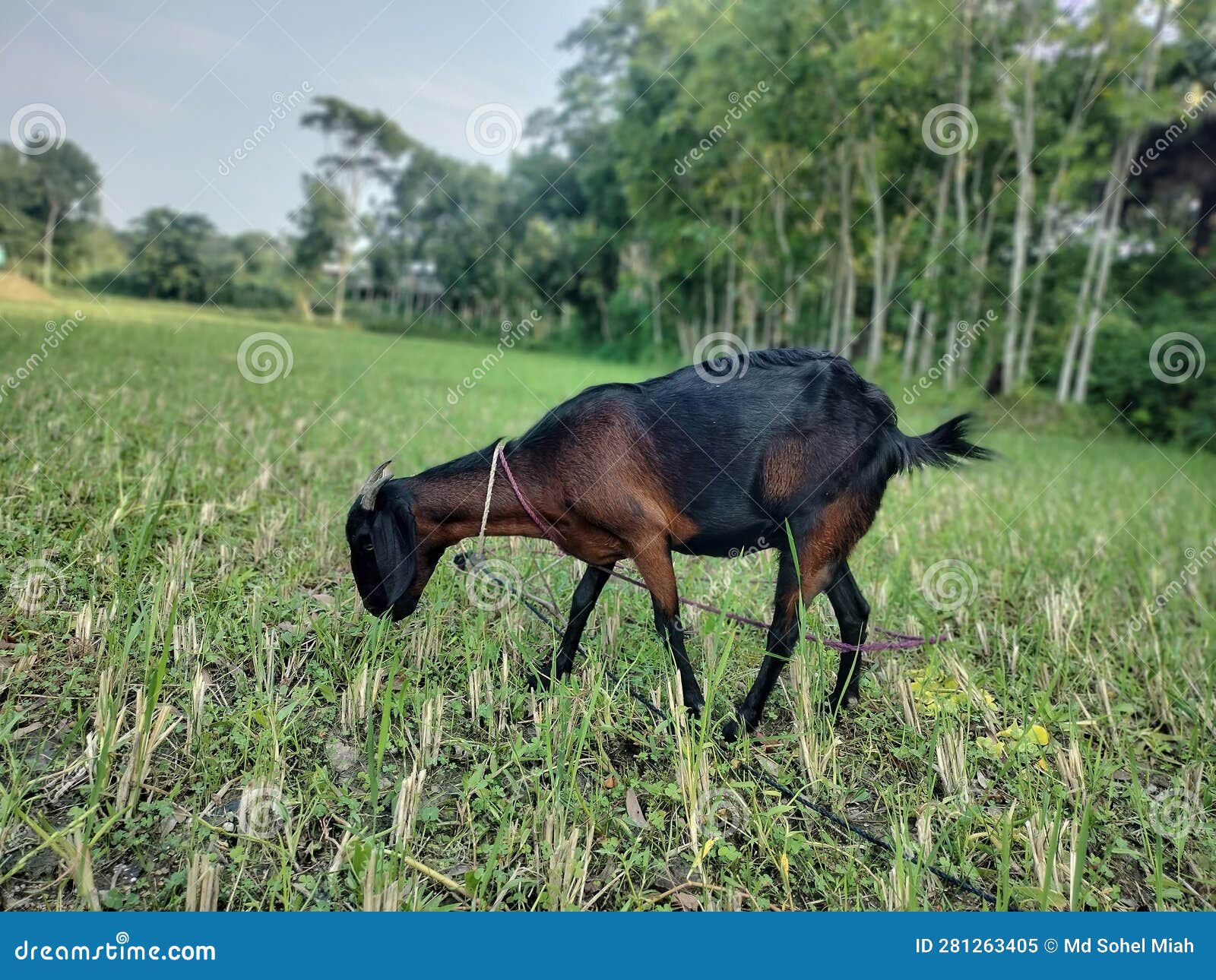 A Goat Grazing in an Empty Field after Harvesting Rice Stock Image ...