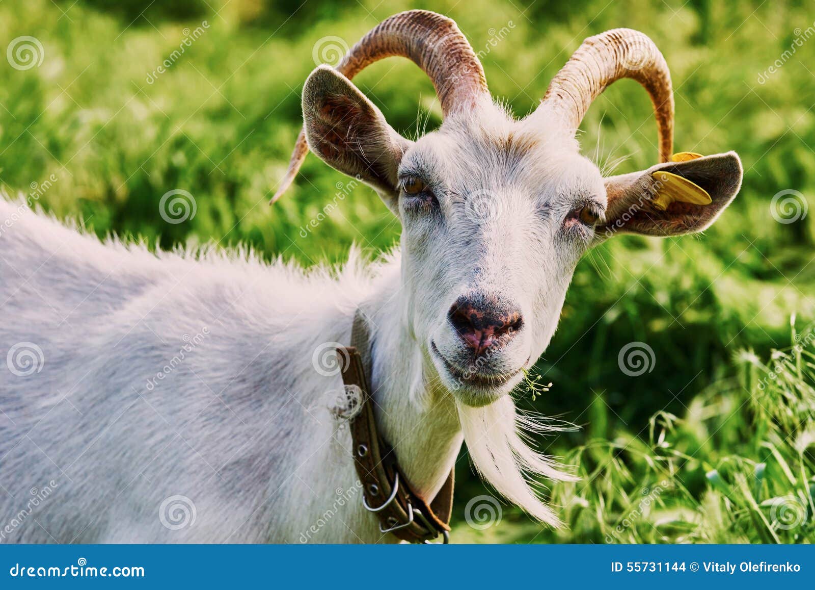 Cow And Goat Grazing Together In Field With Trees In Background Stock ...