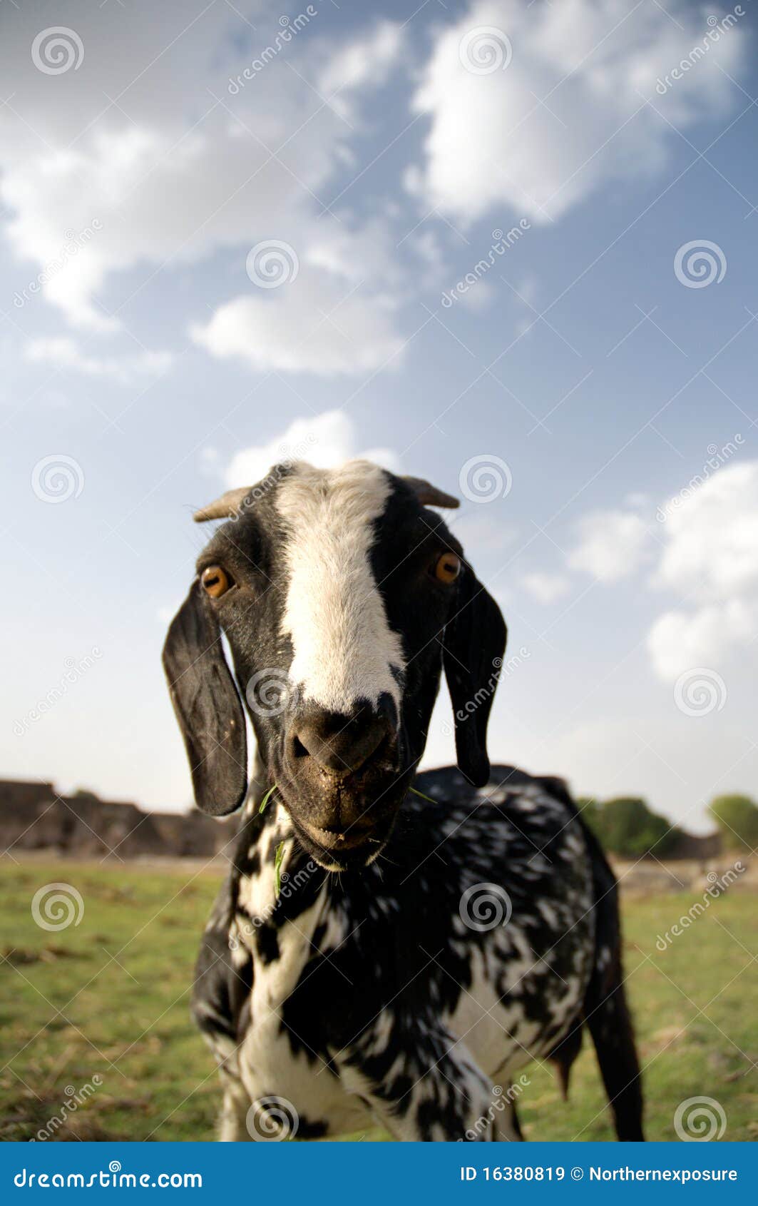 Cow And Goat Grazing Together In Field With Trees In Background Stock ...
