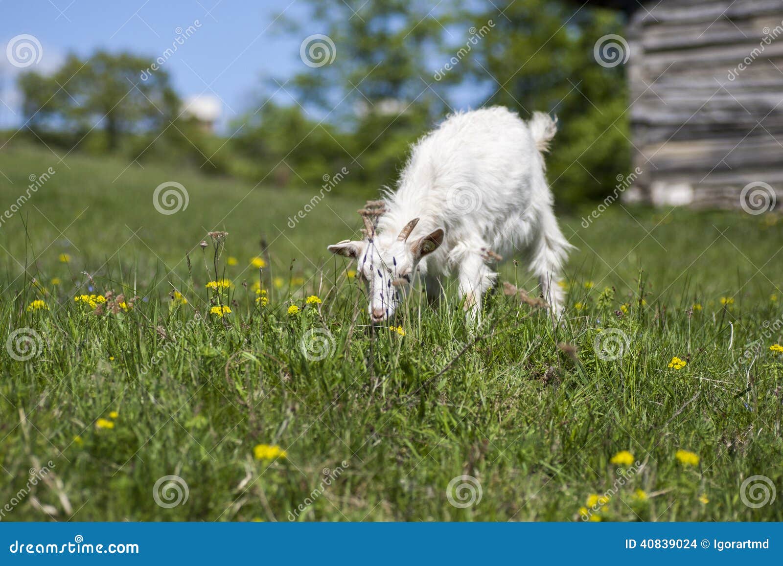 Goat stock photo. Image of cattle, caprine, joke, billygoat - 40839024