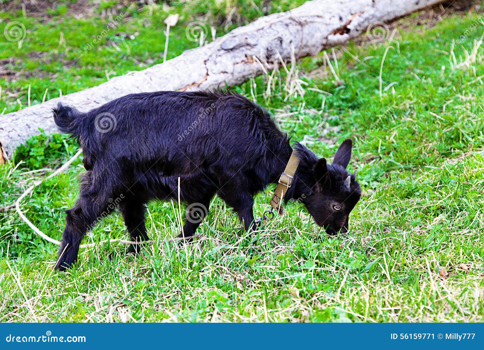 Goat grazing on grass stock image. Image of grazing, green - 56159771