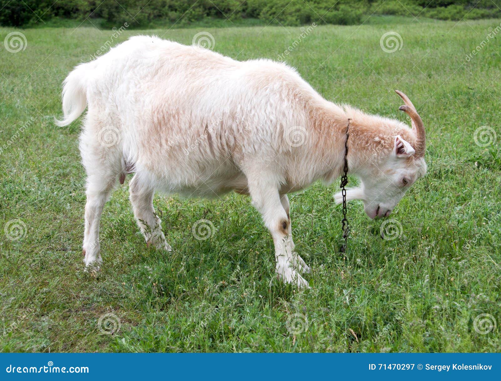 Goat are Grazing on Grass in the Village Stock Image - Image of cute ...