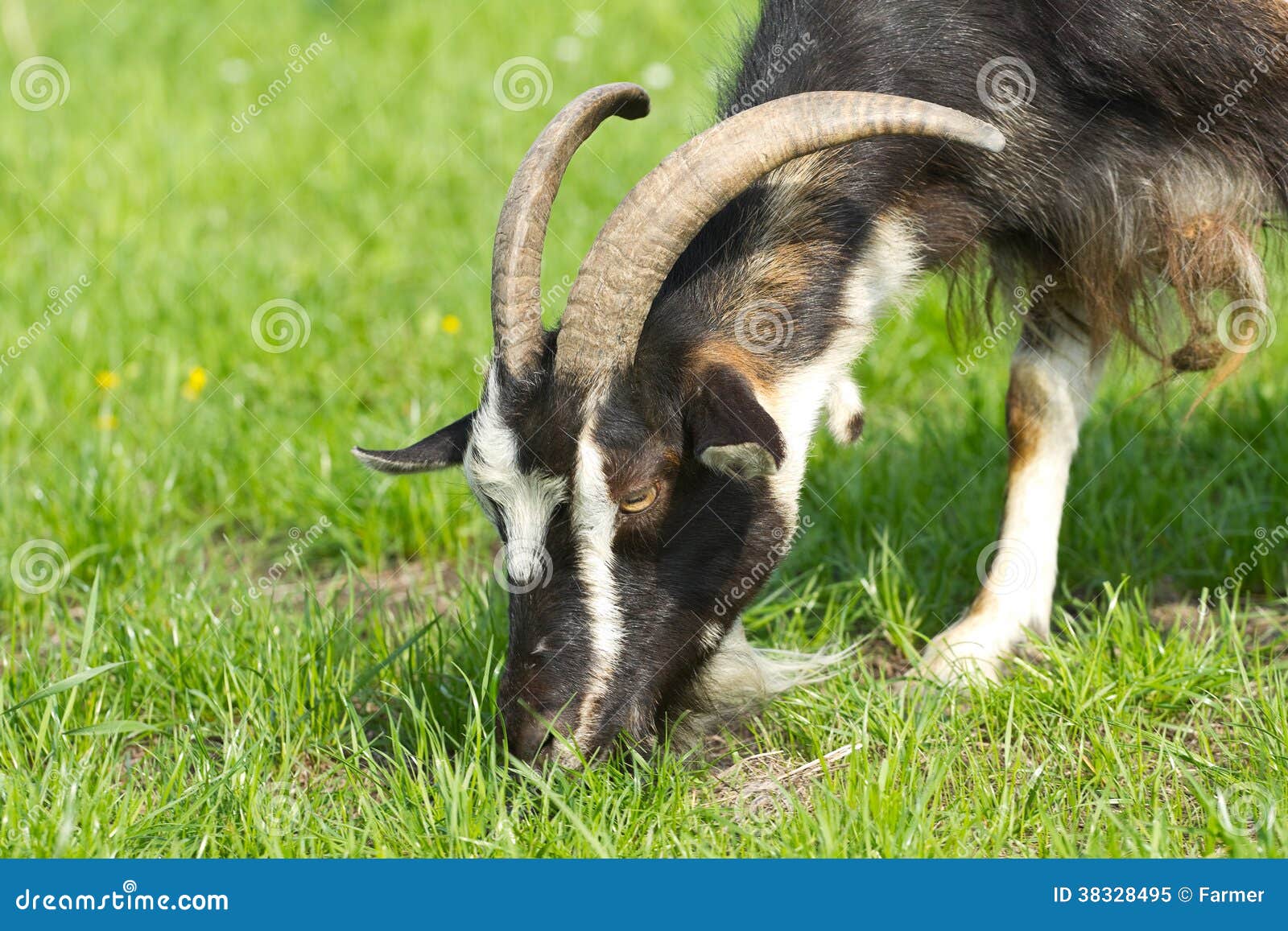 Goat grazing stock image. Image of pasture, eating, portrait - 38328495