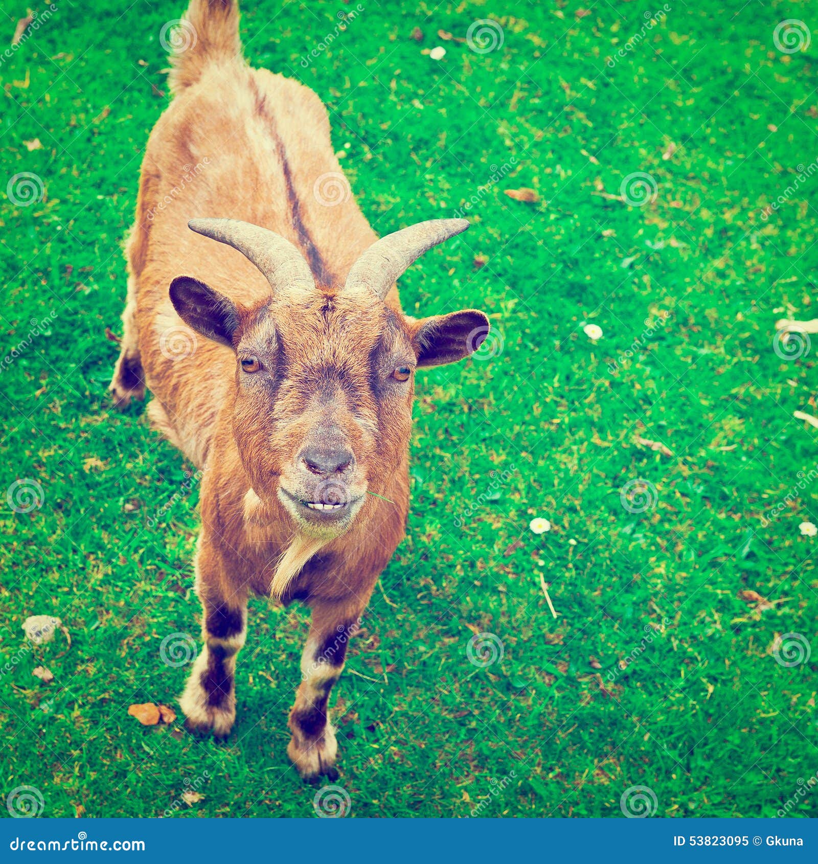 Goat stock image. Image of filter, outdoor, agriculture - 53823095