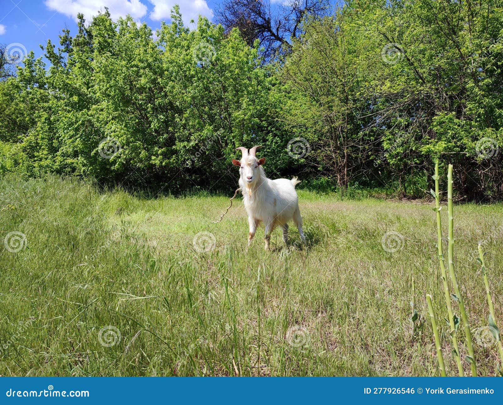 Goat grazing on the lawn stock photo. Image of grazing - 277926546