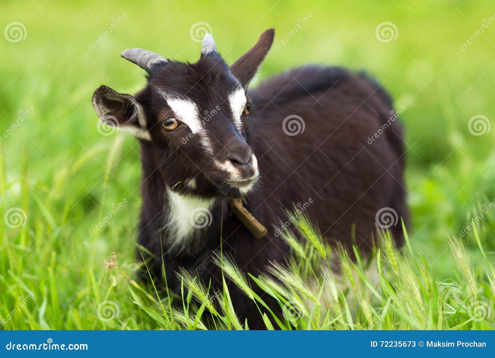 Goat grazing on the lawn stock image. Image of green - 72235673