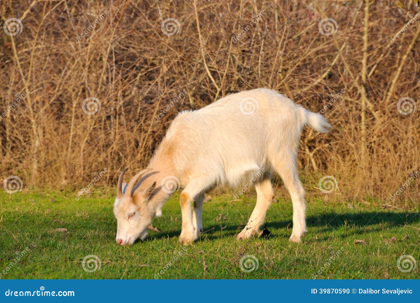 Cow And Goat Grazing Together In Field With Trees In Background Stock ...