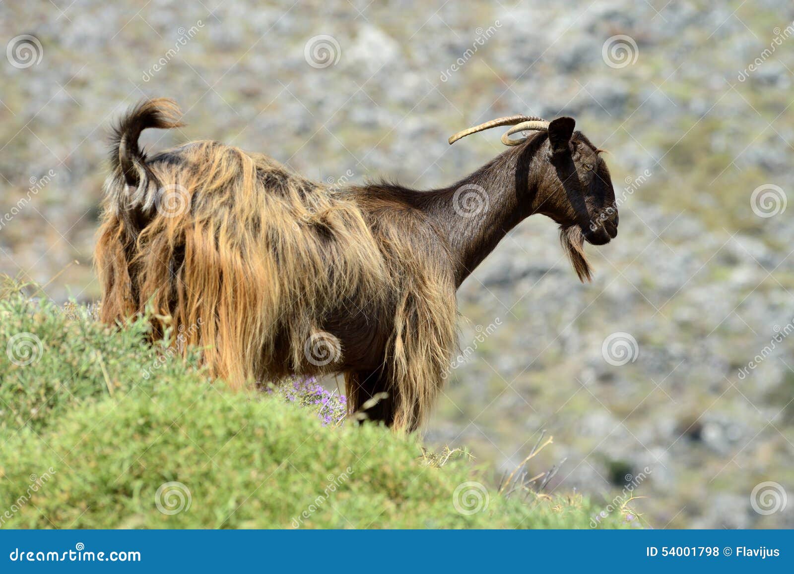 Goat, Greece stock photo. Image of traditional, summer - 54001798