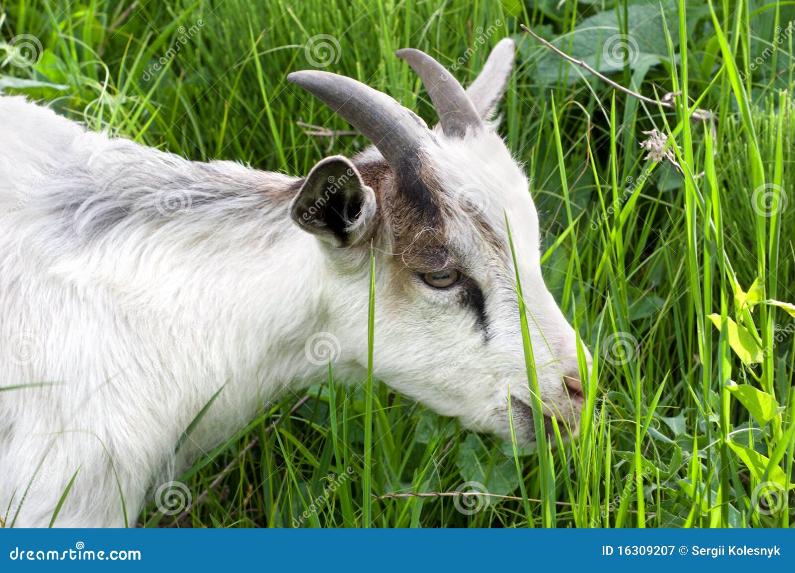 Goat in the green grass stock image. Image of barnyard - 16309207