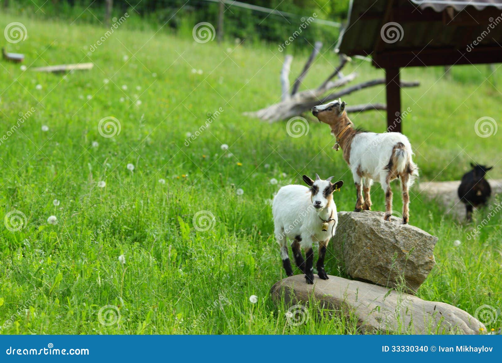 Goat on green grass stock photo. Image of animal, farming - 33330340