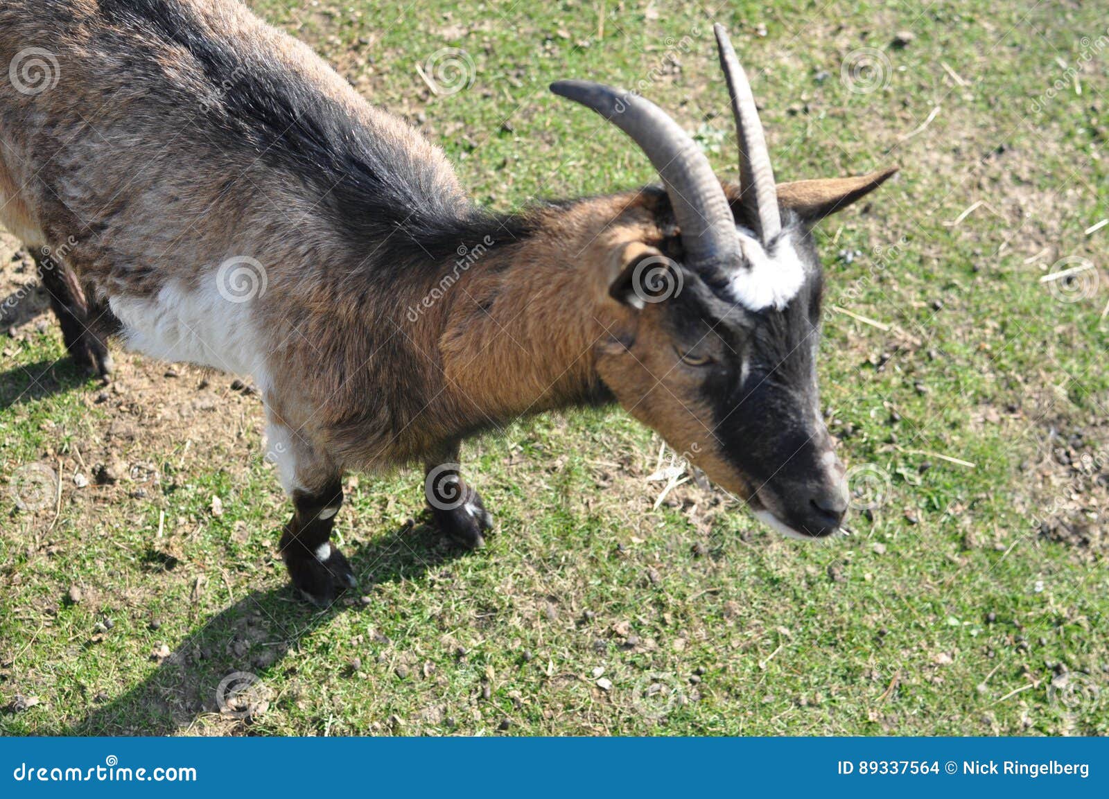 Goat on green grass stock photo. Image of nederland, goat - 89337564