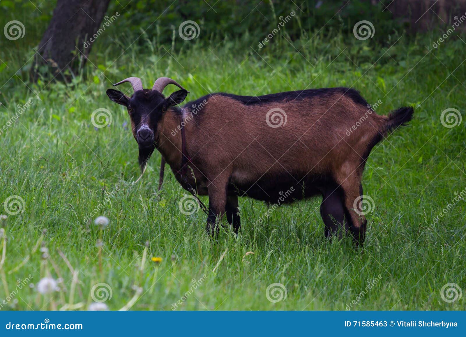 Goat on green grass stock image. Image of field, happy - 71585463