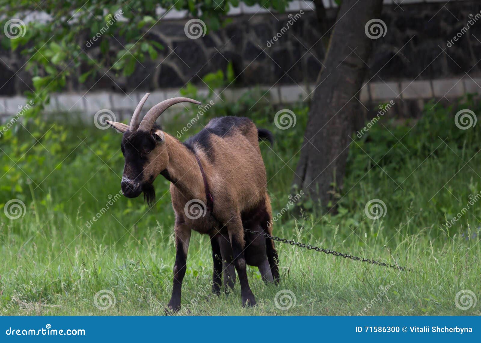 Goat on green grass stock photo. Image of green, domestic - 71586300