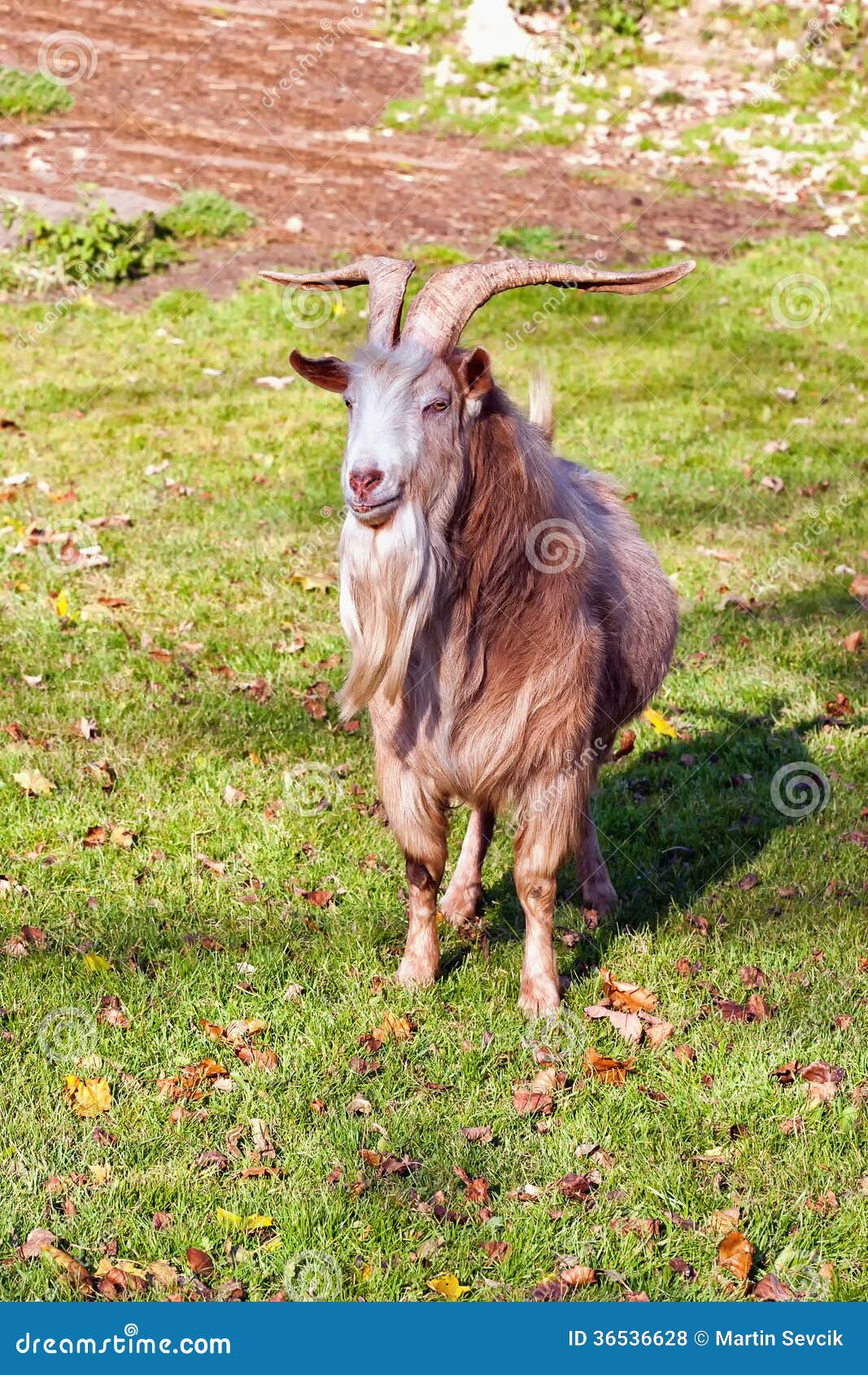 Goat on the green grass stock photo. Image of funny, horn - 36536628