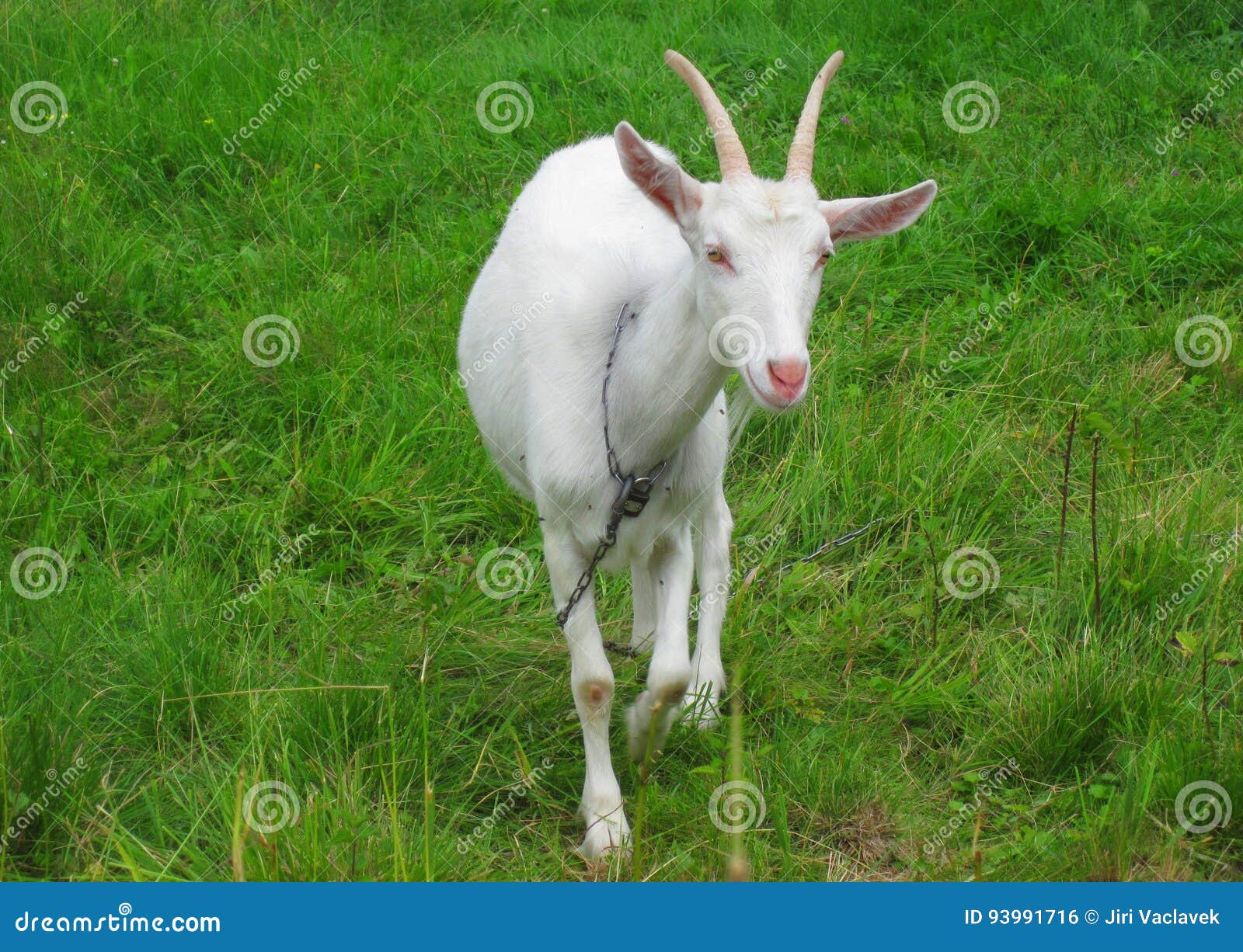Goat in the green grass stock photo. Image of farm, green - 93991716