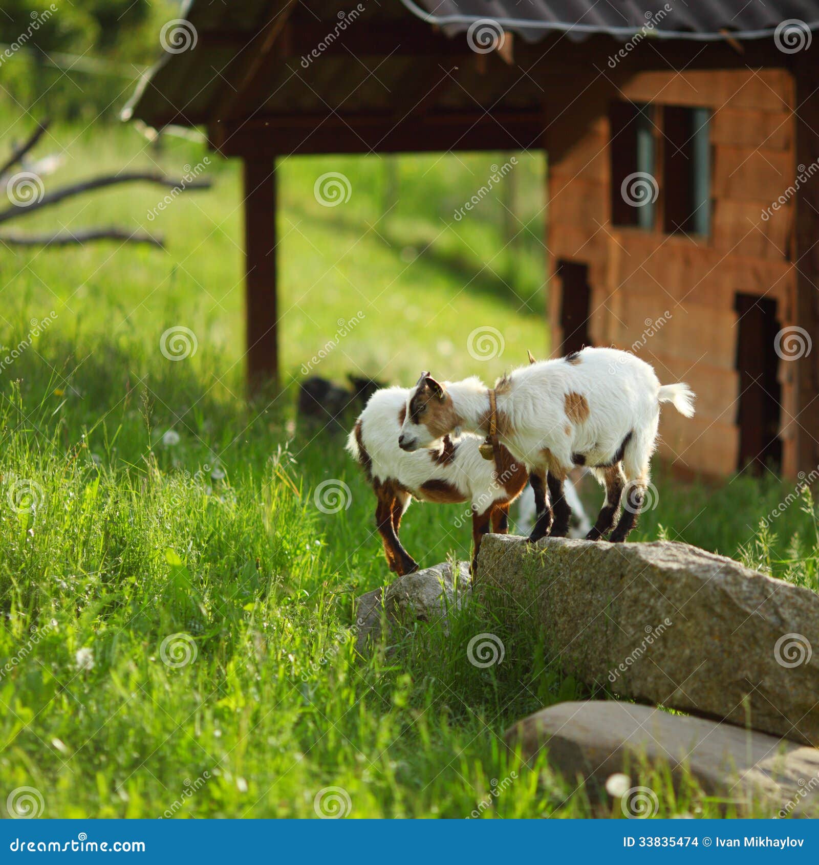 Goat on green grass stock photo. Image of cute, cattle - 33835474