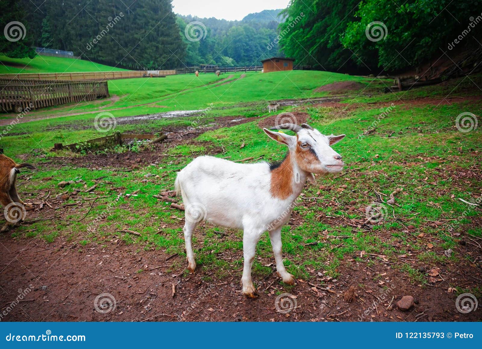 A Goat Graze on a Green Lawn in a Natural Park Stock Image - Image of ...